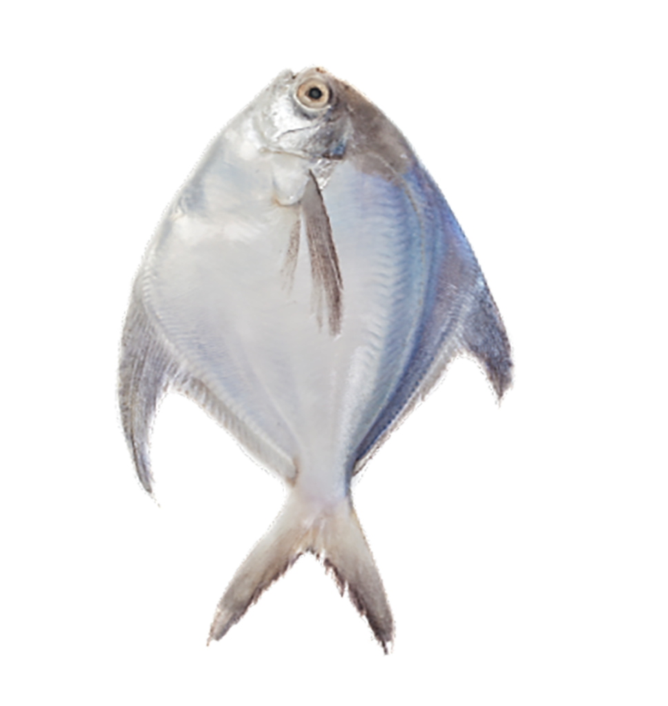 Surmai – Big SizePer: Pack of 4 Steaks (No Head & Tail) – Taazo Maaso