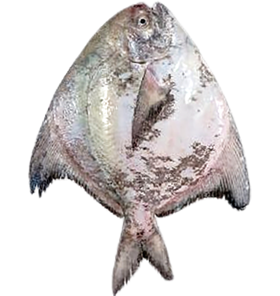 Indian Mackerel -BangadaPer: Pack of 4 nos – Taazo Maaso